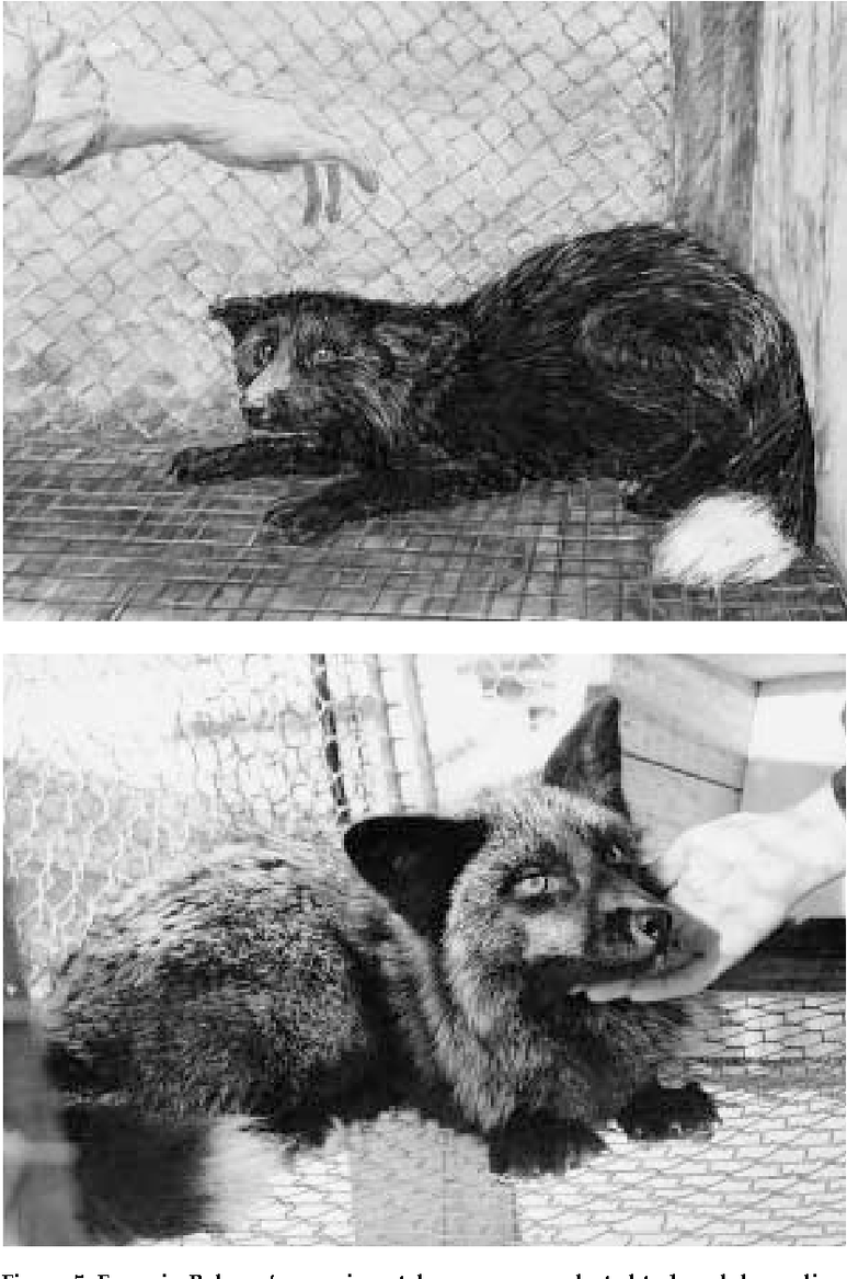 HTML5 Classic Game Development: 여우를 개로 만들었던 실험