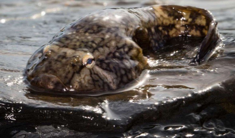 HTML5 Classic Game Development: 물고기의 생존전략