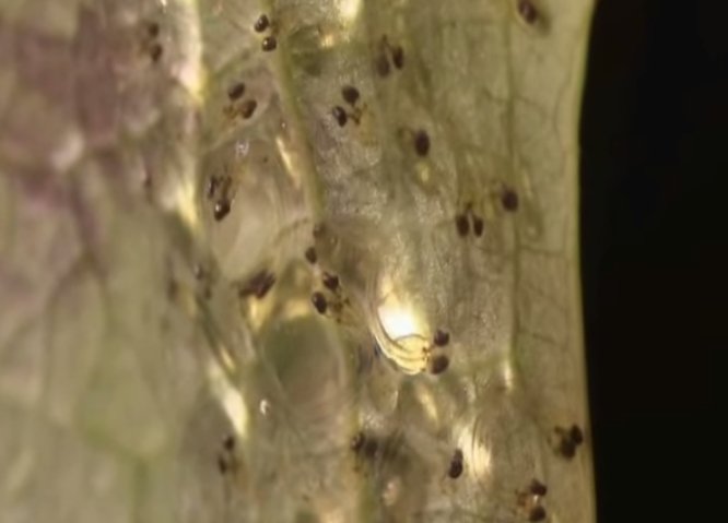 HTML5 Classic Game Development: 물고기의 생존전략