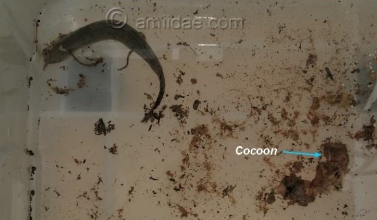 HTML5 Classic Game Development: 물고기의 생존전략